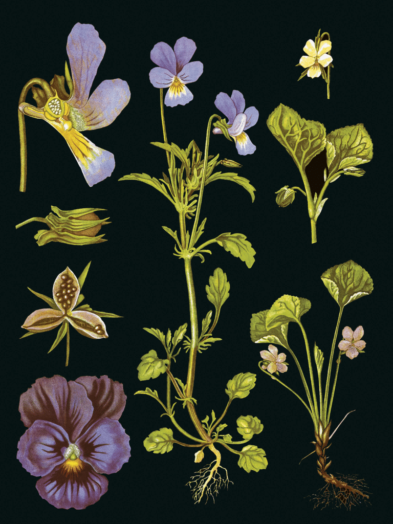 Ebba Masalin muistikirja, Orvokki - 9789511332152 - Kansallinen Kirjakauppa